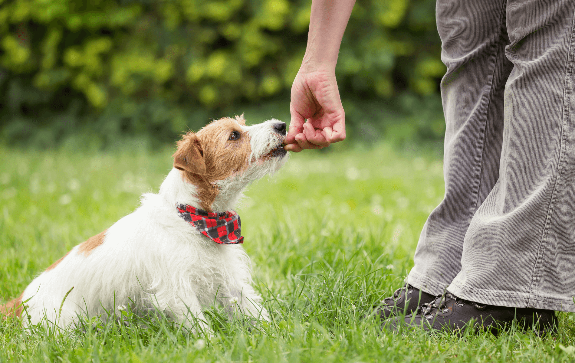 National Train Your Dog Month | Lake Placid Animal Hospital