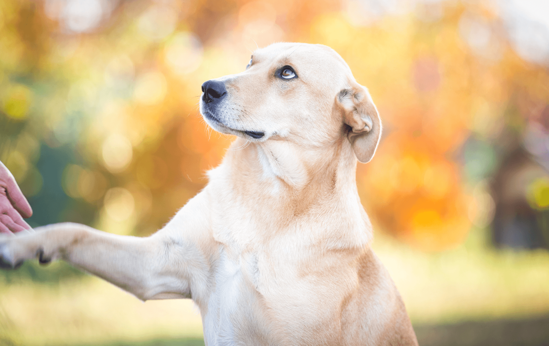 Lake Placid NY Veterinary Jobs | Lake Placid Animal Hospital