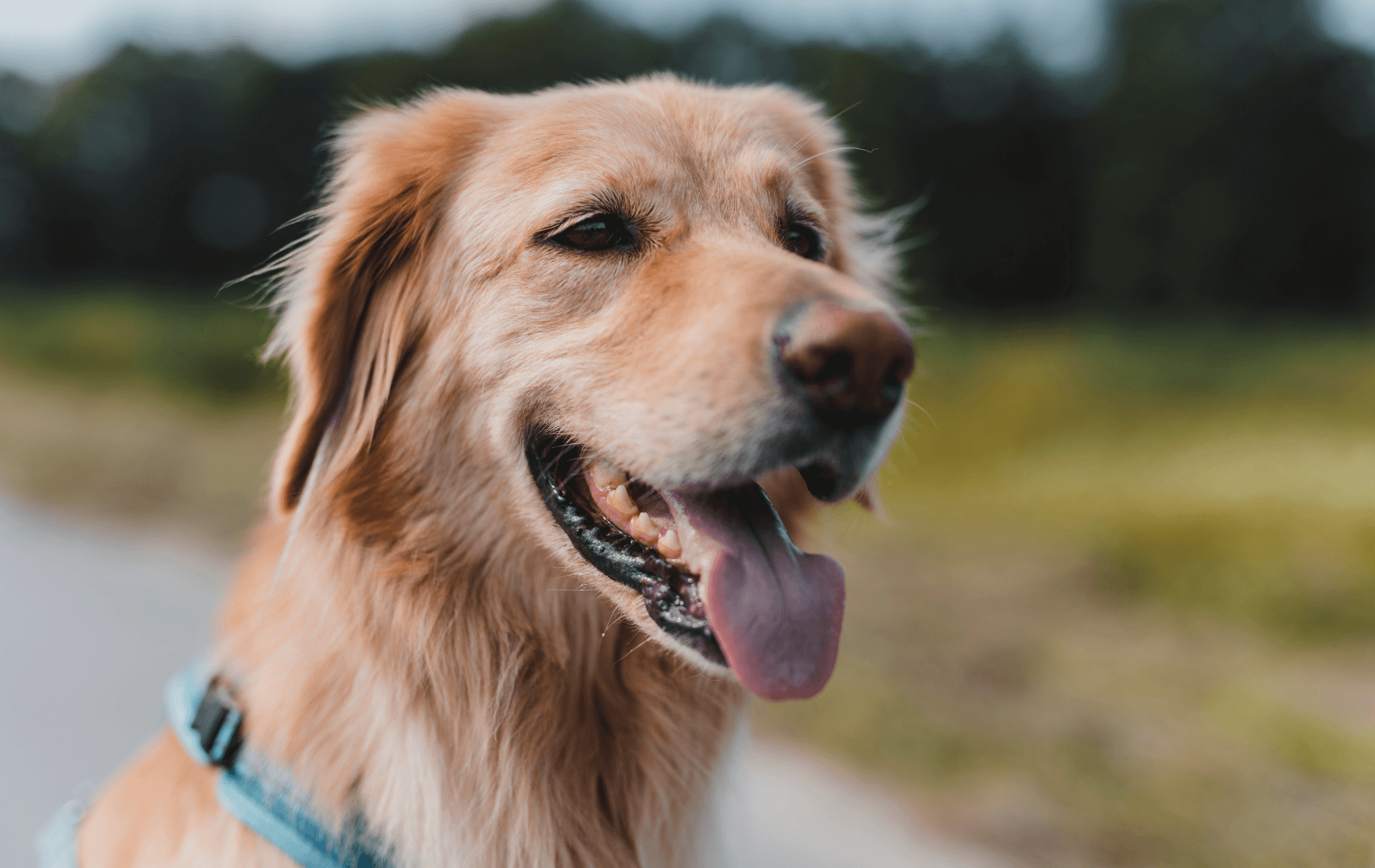 Pet Information In Lake Placid, NY | Lake Placid Animal