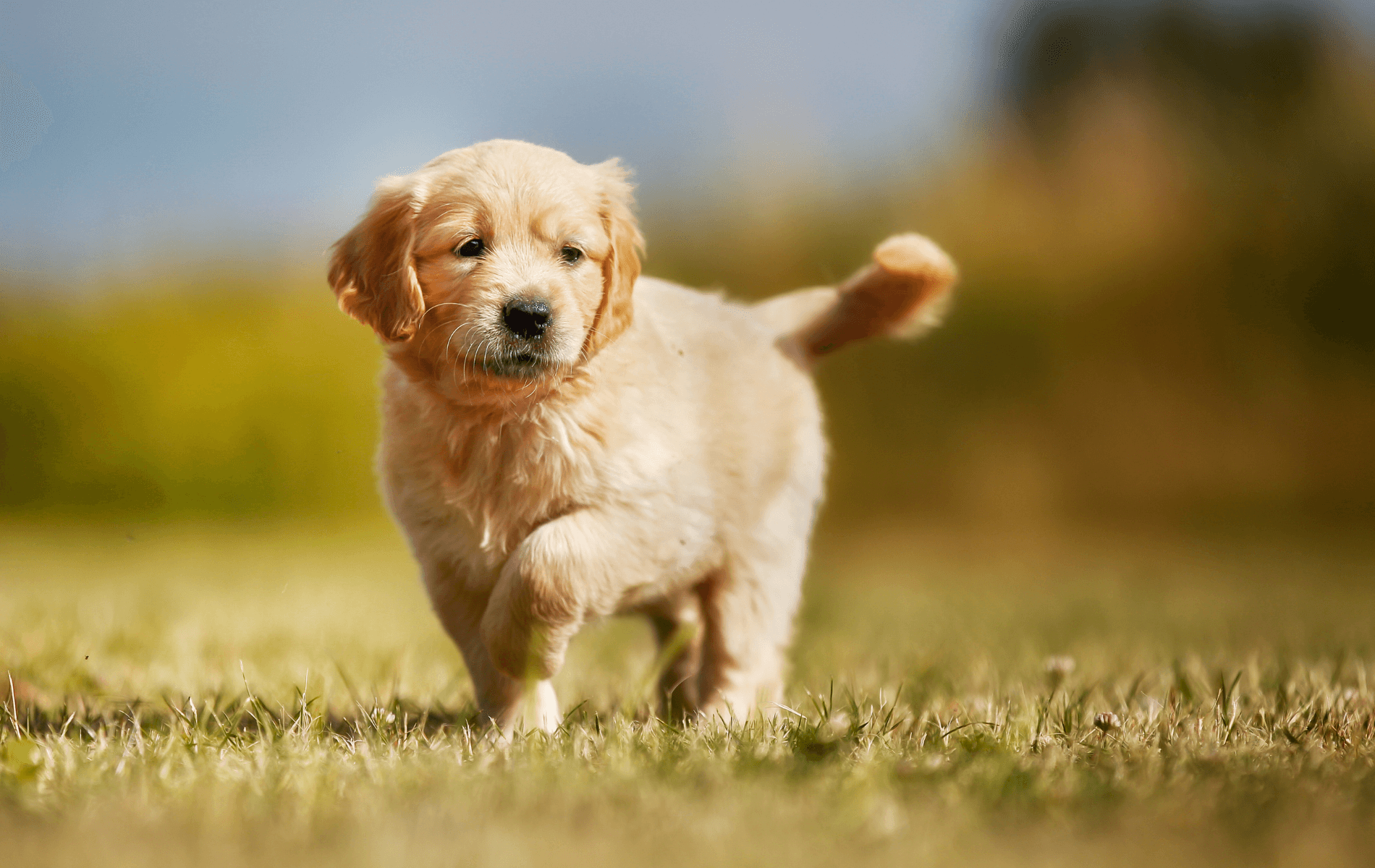 Lake Placid Animal Hospital Tour | Vet In Lake Placid, NY