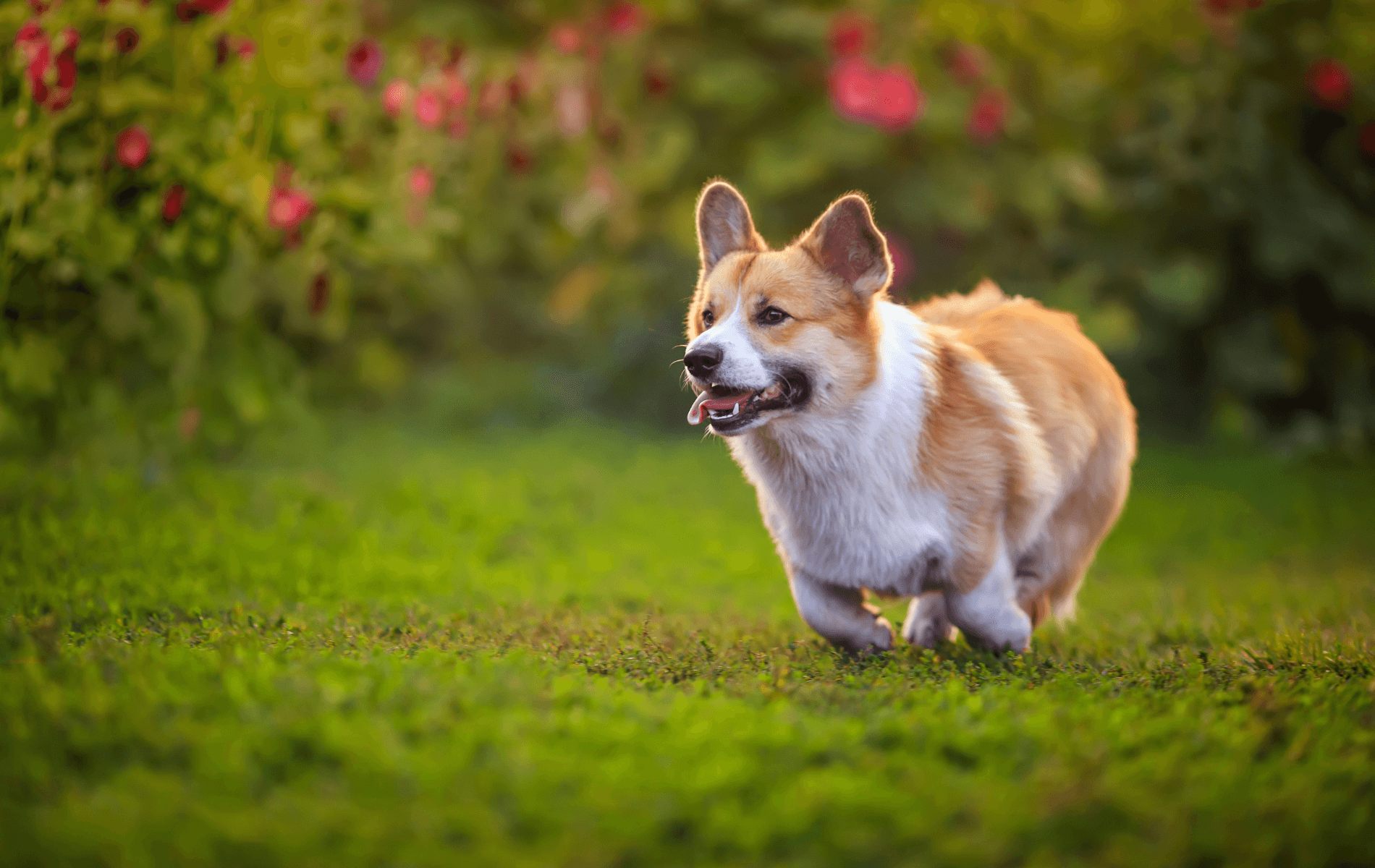 Payment Options For Vet Care | Lake Placid Animal Hospital