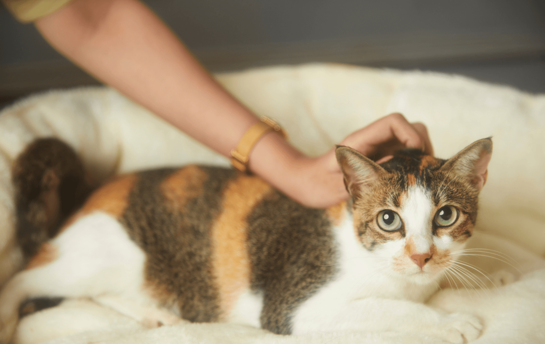 Pet Wellness Care In Lake Placid, NY | Lake Placid Animal